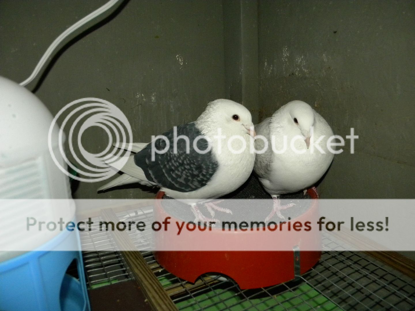 My 2013 pairings | Pigeon-Talk